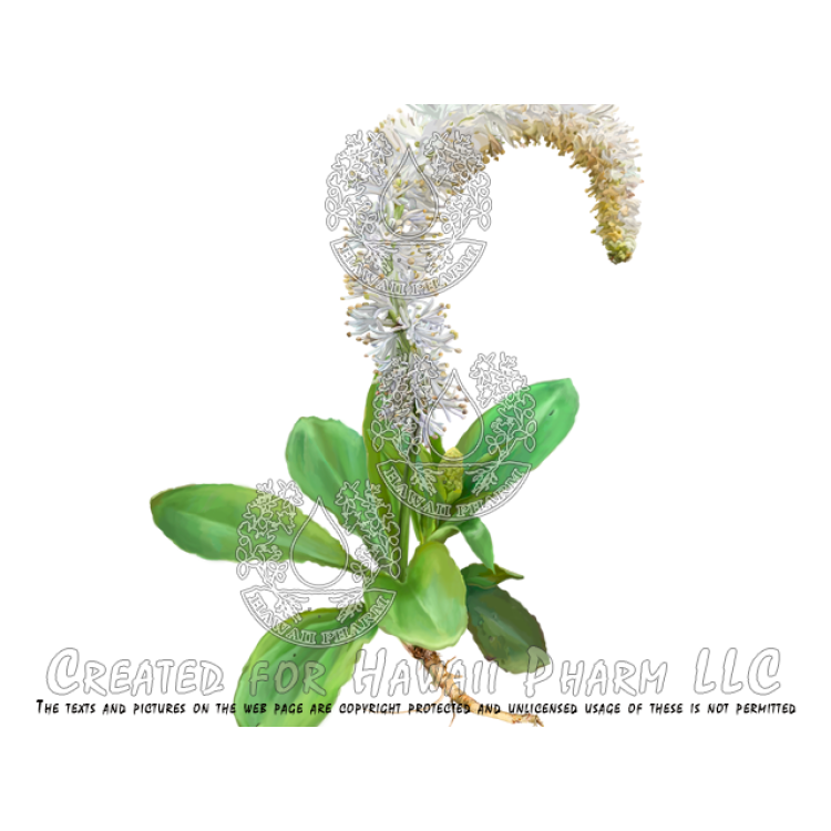 False Unicorn Alcohol-FREE Liquid Extract, False Unicorn (Chamaelirium ...