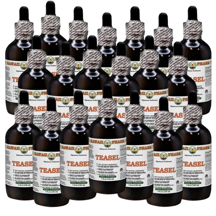 Teasel Alcohol-FREE Liquid Extract, Teasel (Dipsacus fullonum) Dried ...