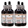Olive Liquid Extract, Organic Olive (Olea europaea) Dried Leaf Tincture