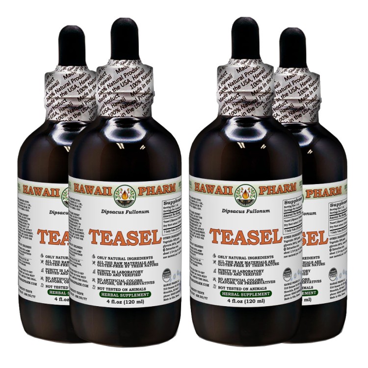 Teasel Alcohol-FREE Liquid Extract, Teasel (Dipsacus fullonum) Dried ...